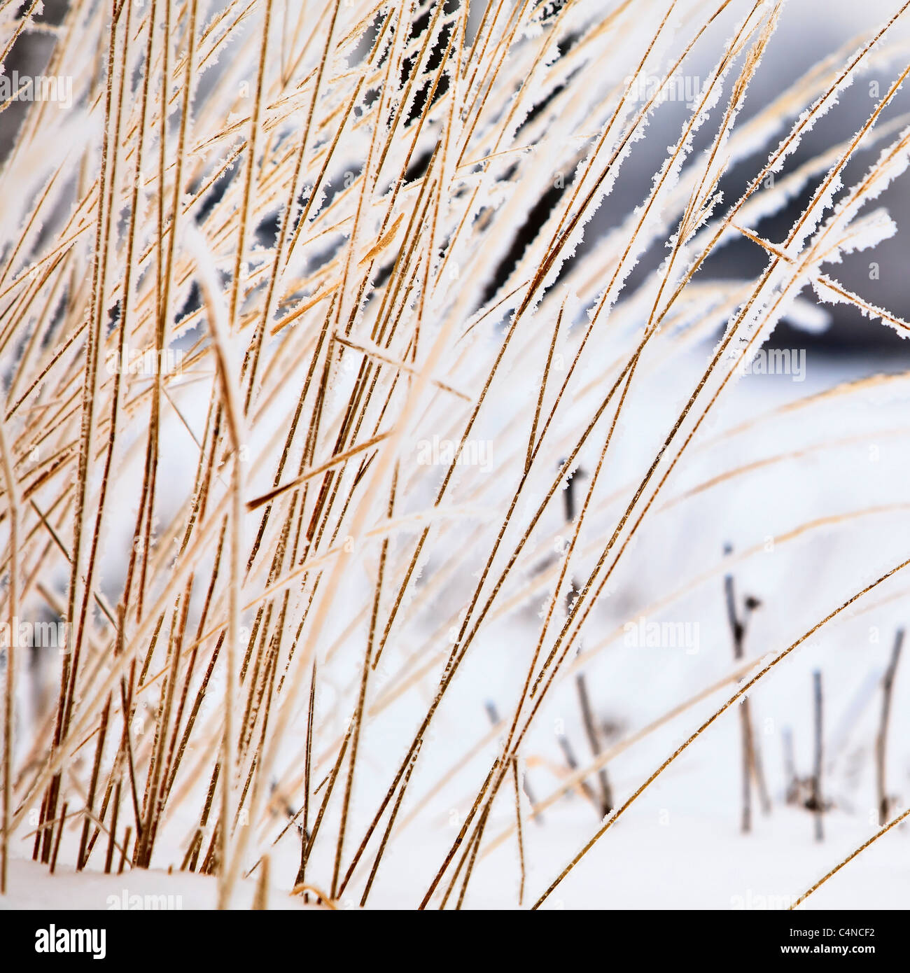Marsh grasses covered in hoar frost. Assiniboine Forest, Winnipeg, Manitoba, Canada Stock Photo ...