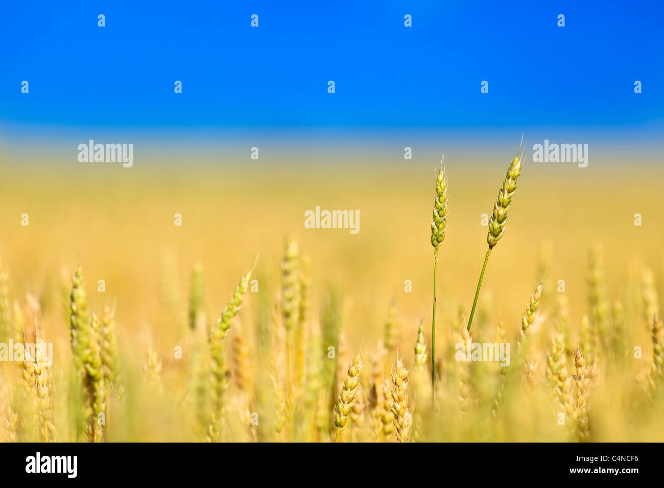 Field prairies canada wheat hi-res stock photography and images - Alamy