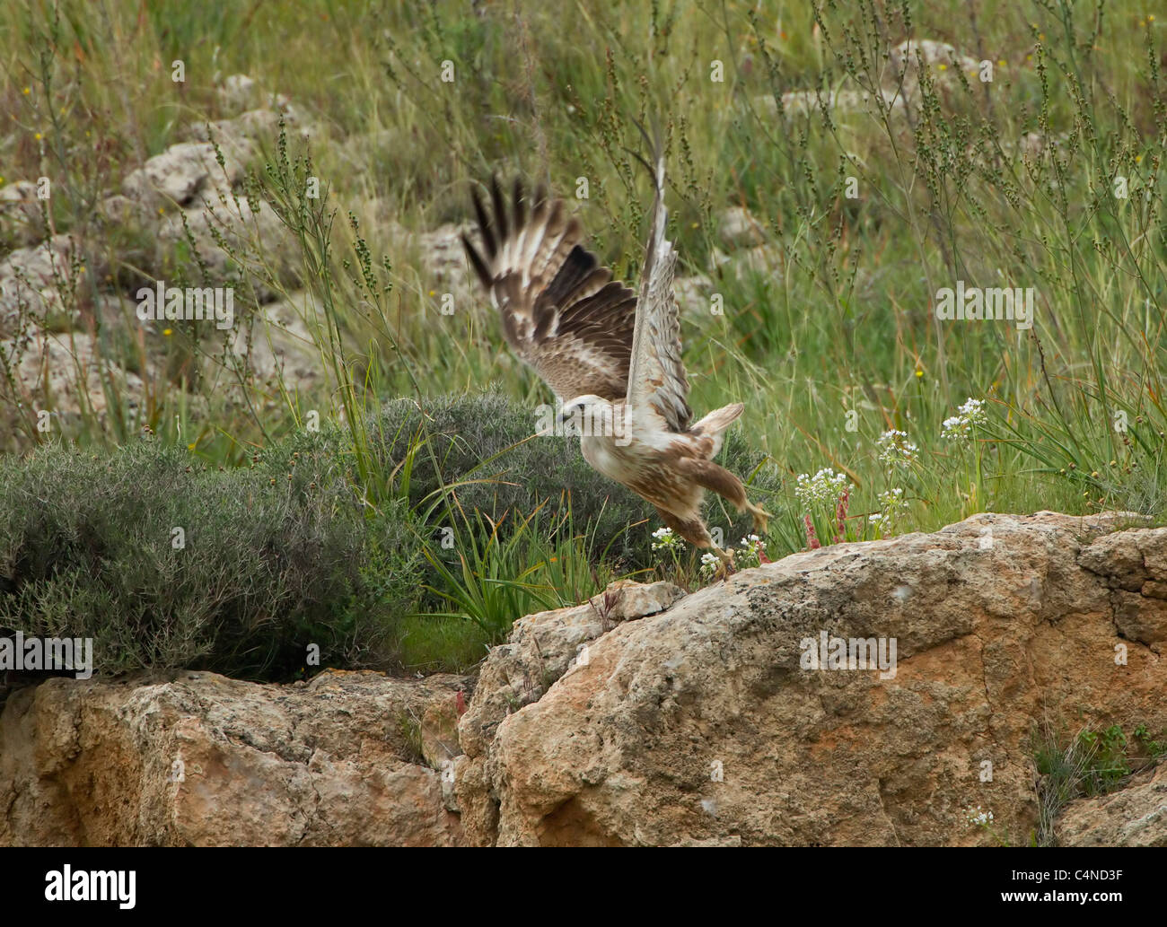 Juvenile buzzards hi-res stock photography and images - Alamy