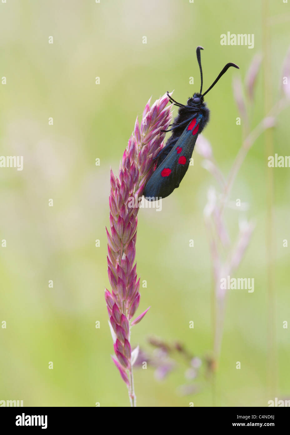 5 spot burnet hi-res stock photography and images - Alamy