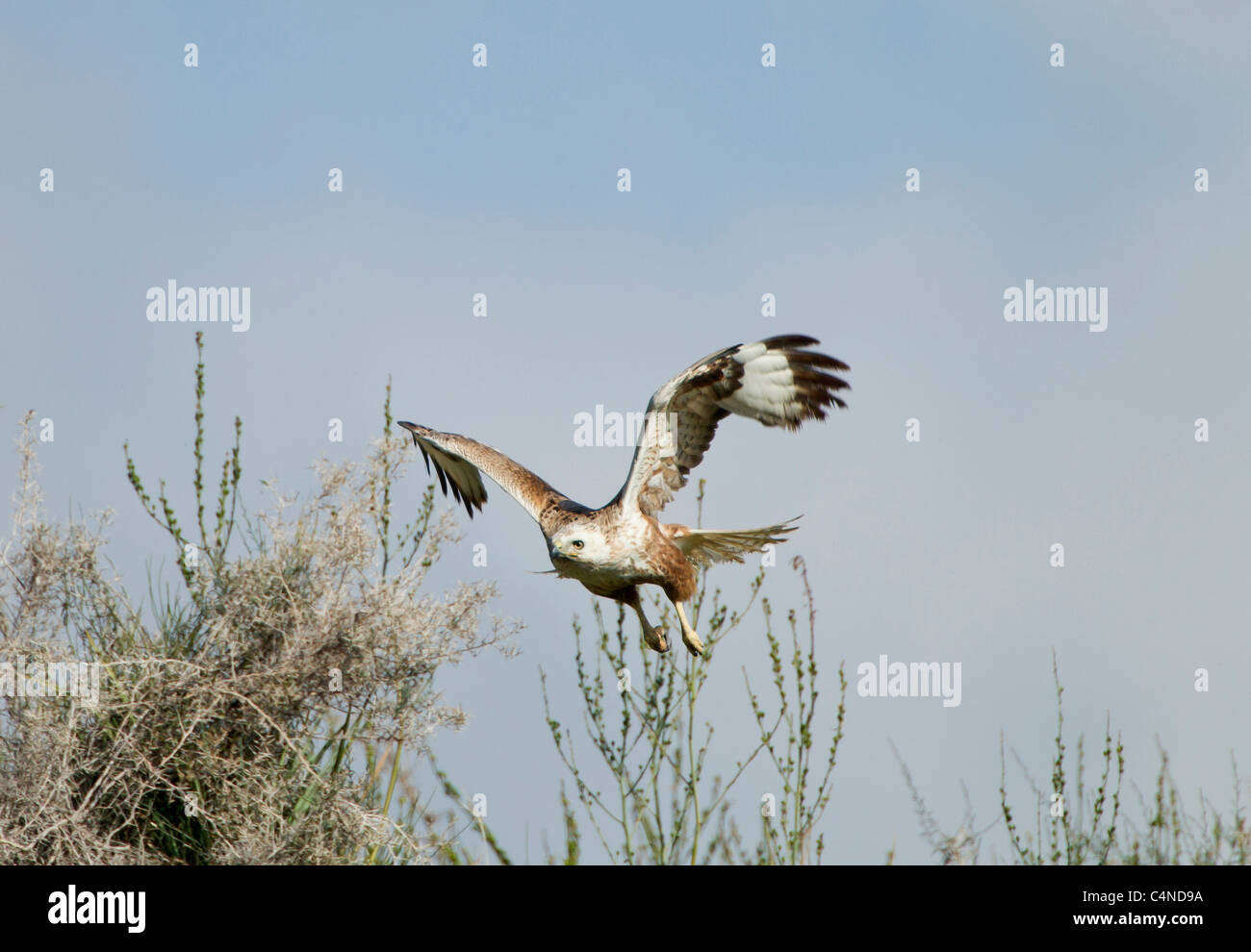 Juvenile Long legged buzzard on Buteo rufinus migration in spring ...