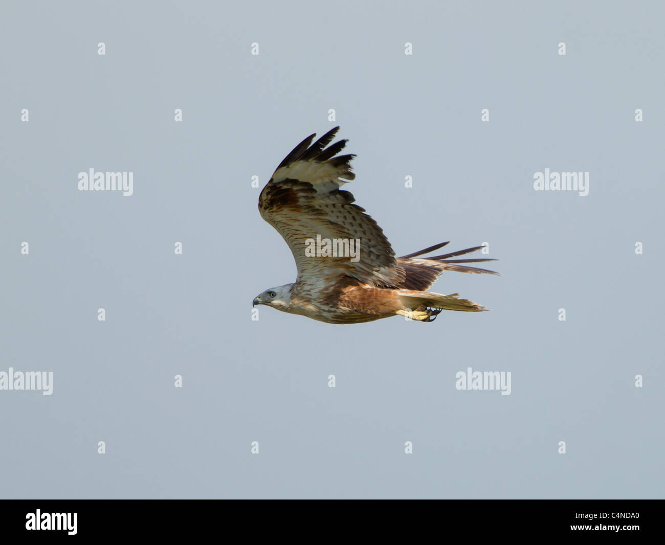 Long legged buzzard on migration Stock Photo - Alamy