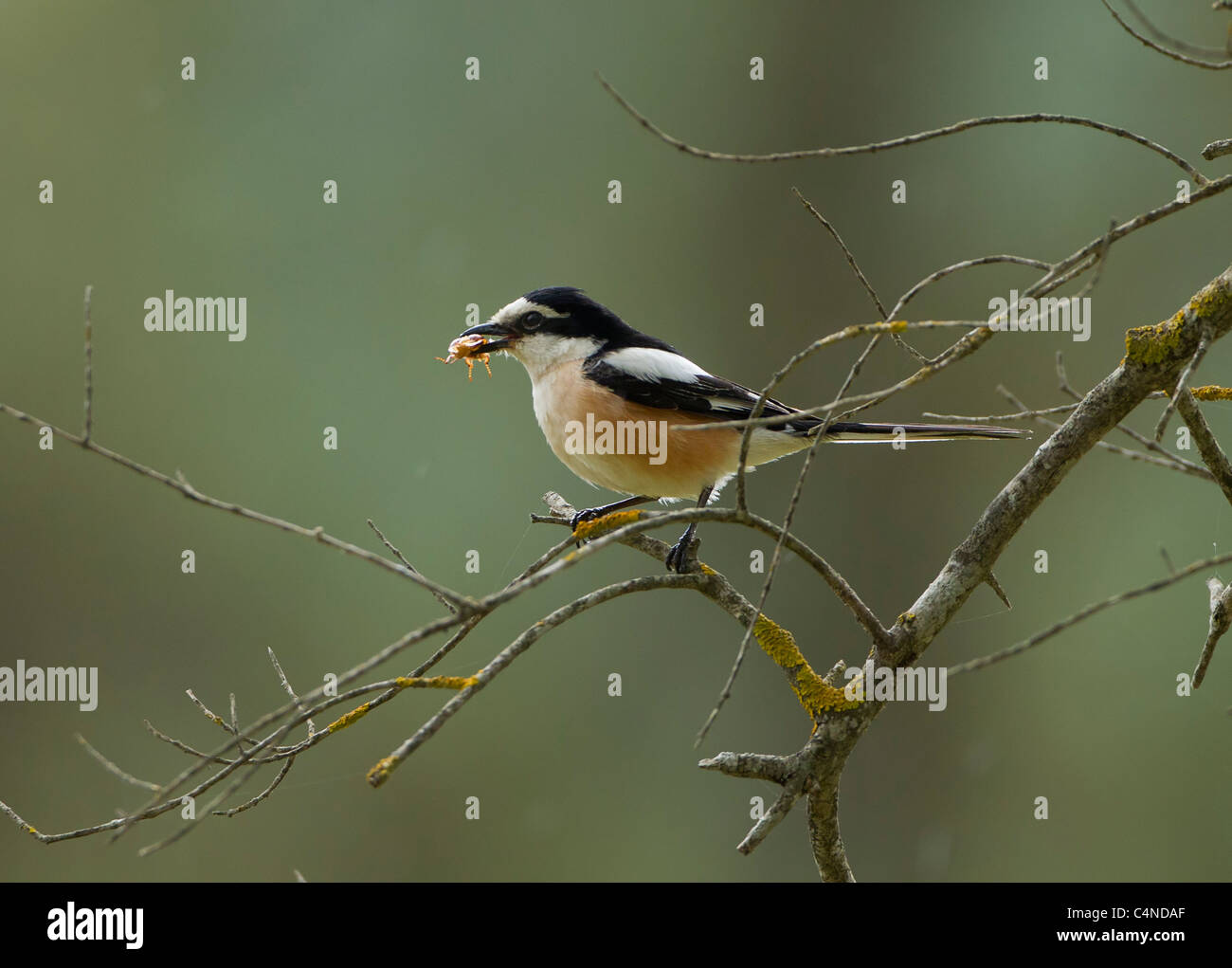 Masked Shrike Lanius nubicus also called butcher bird perched on olive ...