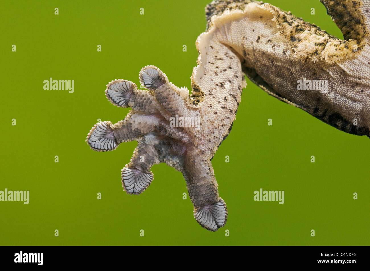 Close-up of adhesive foot of Henkel's leaf-tailed gecko Stock Photo - Alamy