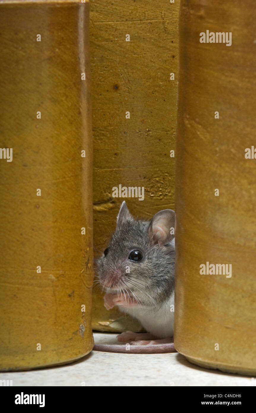 Deer mouse indoors, Nova Scotia, Canada Stock Photo - Alamy