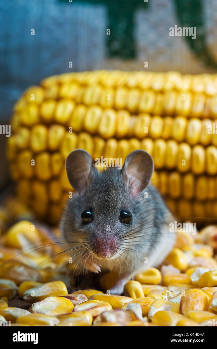 Deer Mouse (Peromyscus maniculatus) is the only native mouse that ...