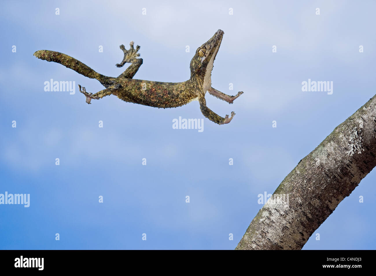 Jumping gecko hi-res stock photography and images - Alamy
