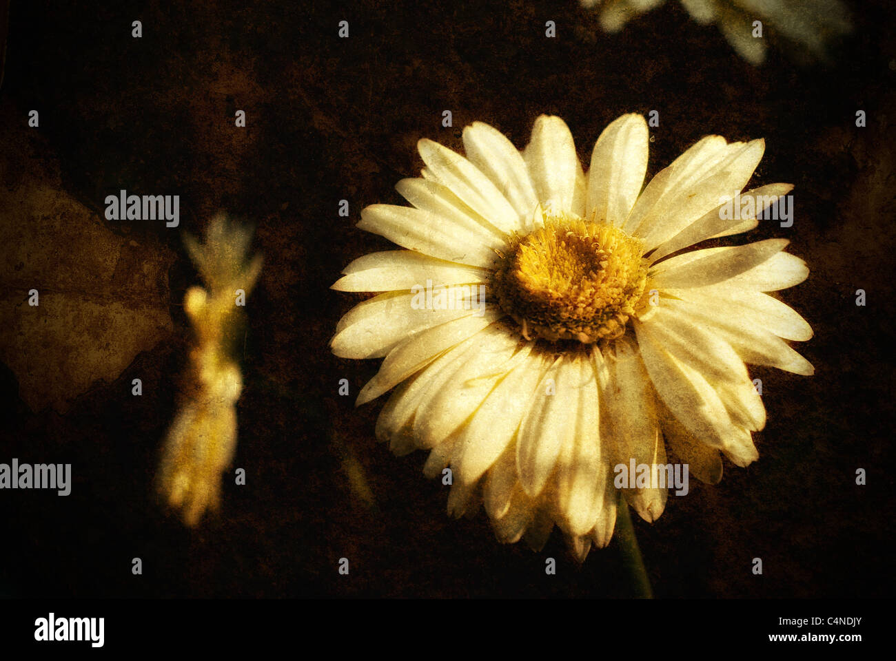 Sepia fine art flower hi-res stock photography and images - Alamy