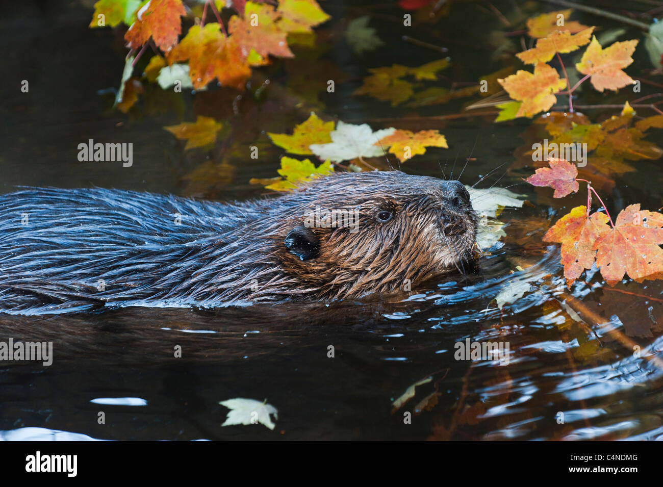 Close-up of beaver swimming by autumn maple leaves, Nova Scotia, Canada ...