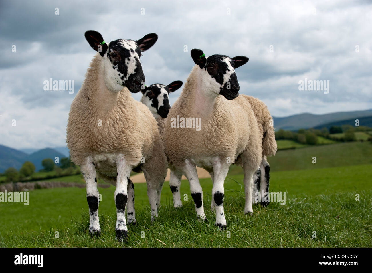 Young mule gimmer lambs in pasture Stock Photo - Alamy