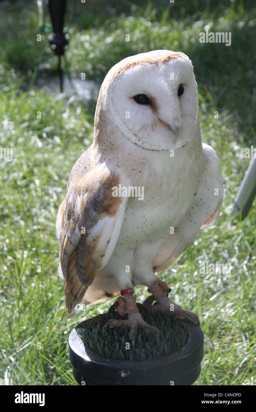 Bird of pray hi-res stock photography and images - Alamy