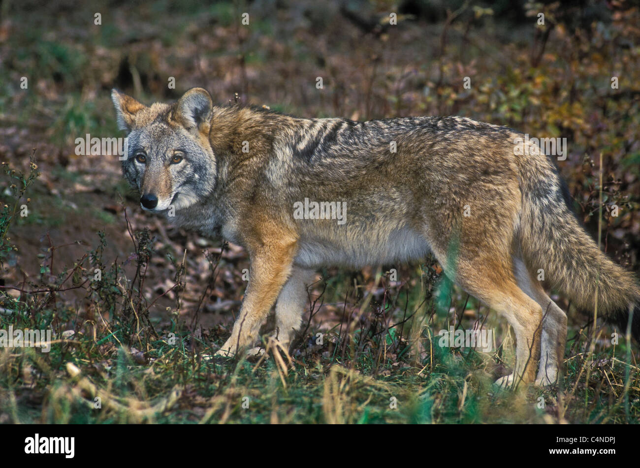 Eastern coyote hi-res stock photography and images - Alamy