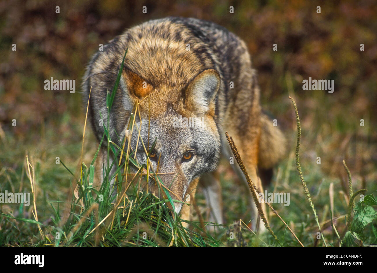 Eastern coyote hi-res stock photography and images - Alamy
