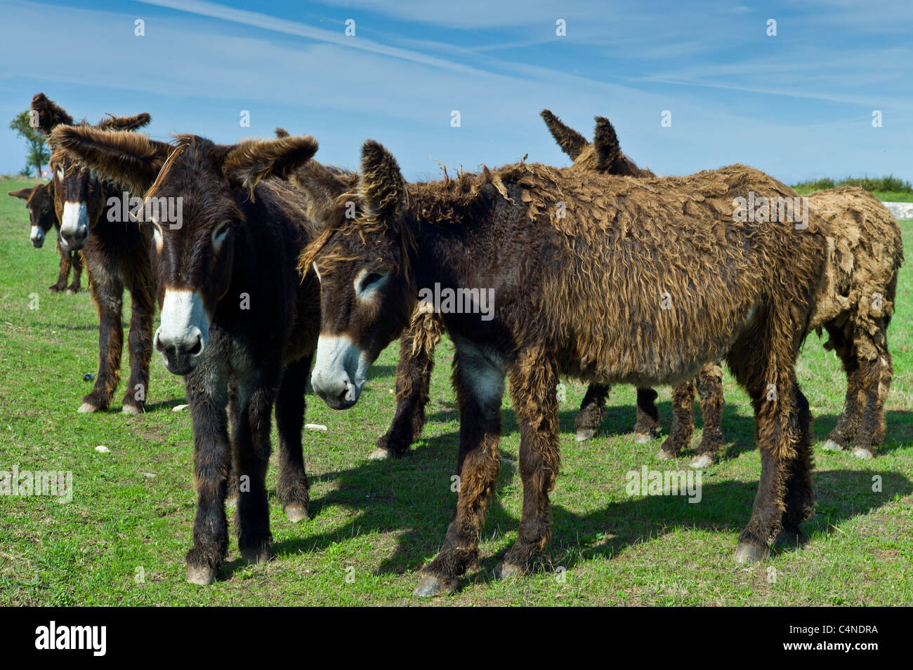 Scruffy scruffiness hi-res stock photography and images - Alamy