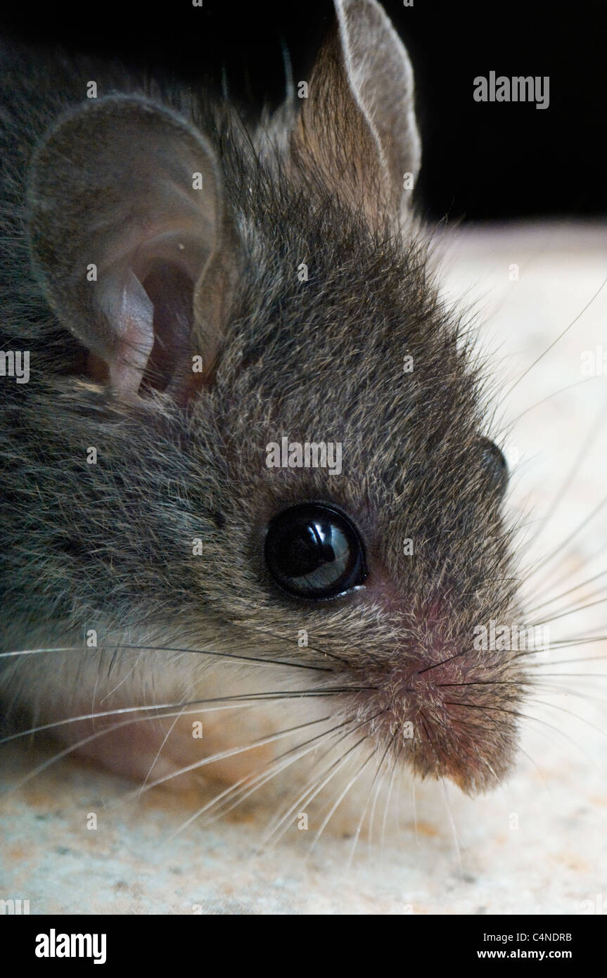 Close-up of deer mouse Stock Photo - Alamy