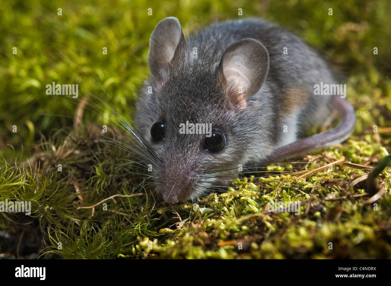 Deer mouse hi-res stock photography and images - Alamy