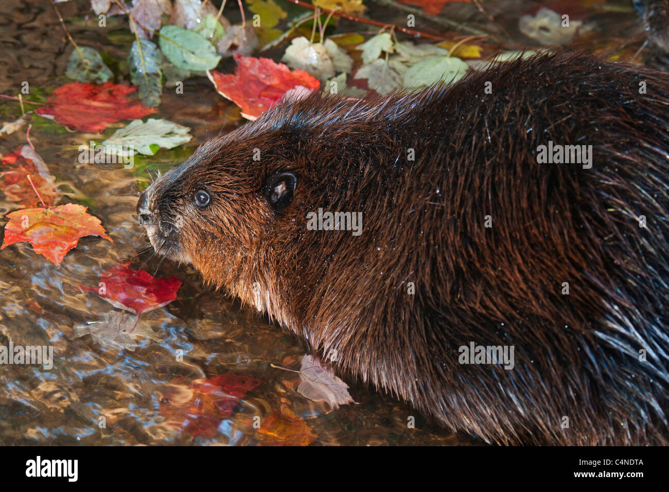 American beaver canadian beaver canadensis hi-res stock photography and ...