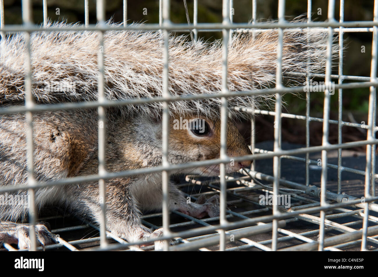 Grey Squirrel caught in humane cage trap, used to reduce thier numbers ...