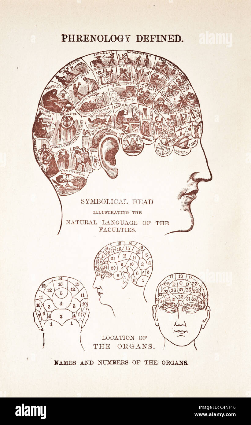 Phrenology head illustration hi-res stock photography and images - Alamy