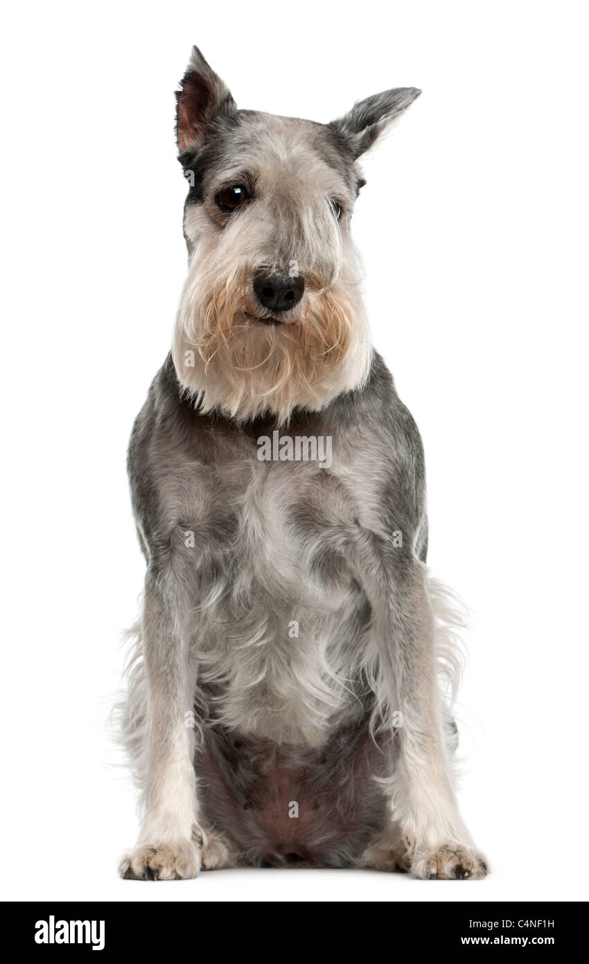 Standard schnauzer hi-res stock photography and images - Alamy