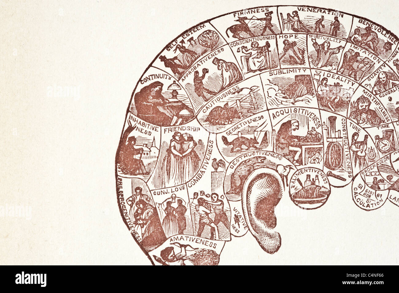 Phrenology head illustration hi-res stock photography and images - Alamy
