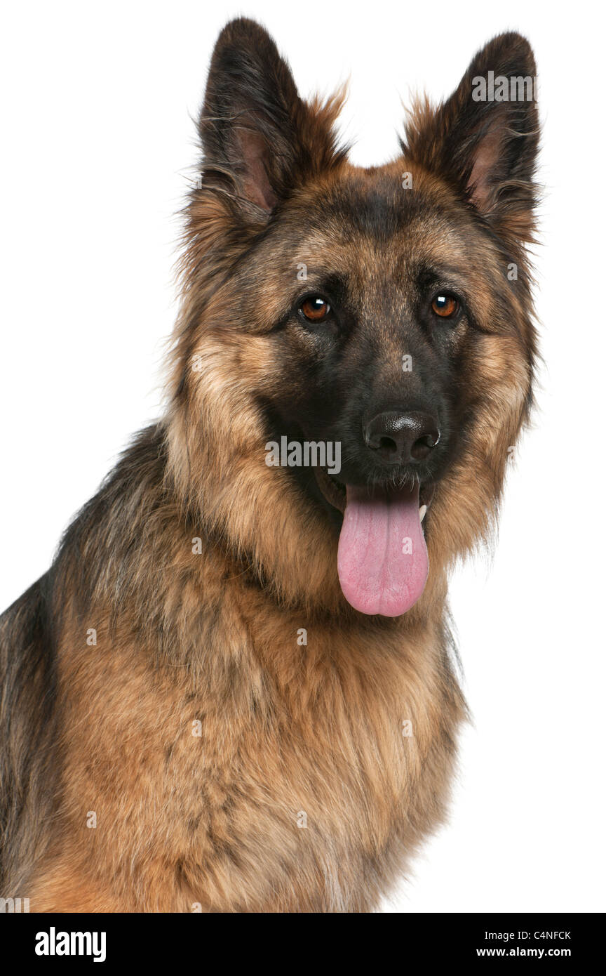 Close up german shepherd in front hi-res stock photography and images ...