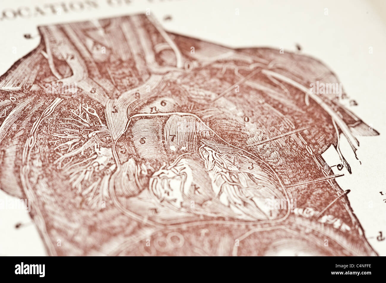 Abdominal angina hi-res stock photography and images - Alamy