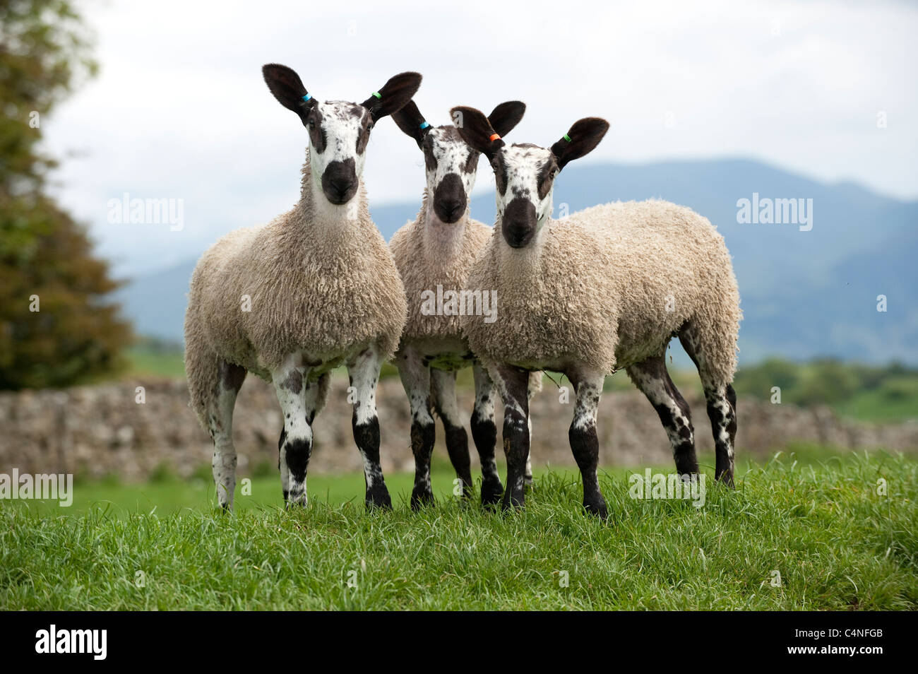 Blue Faced Leicester lambs in field. Used primarily to breed with other ...