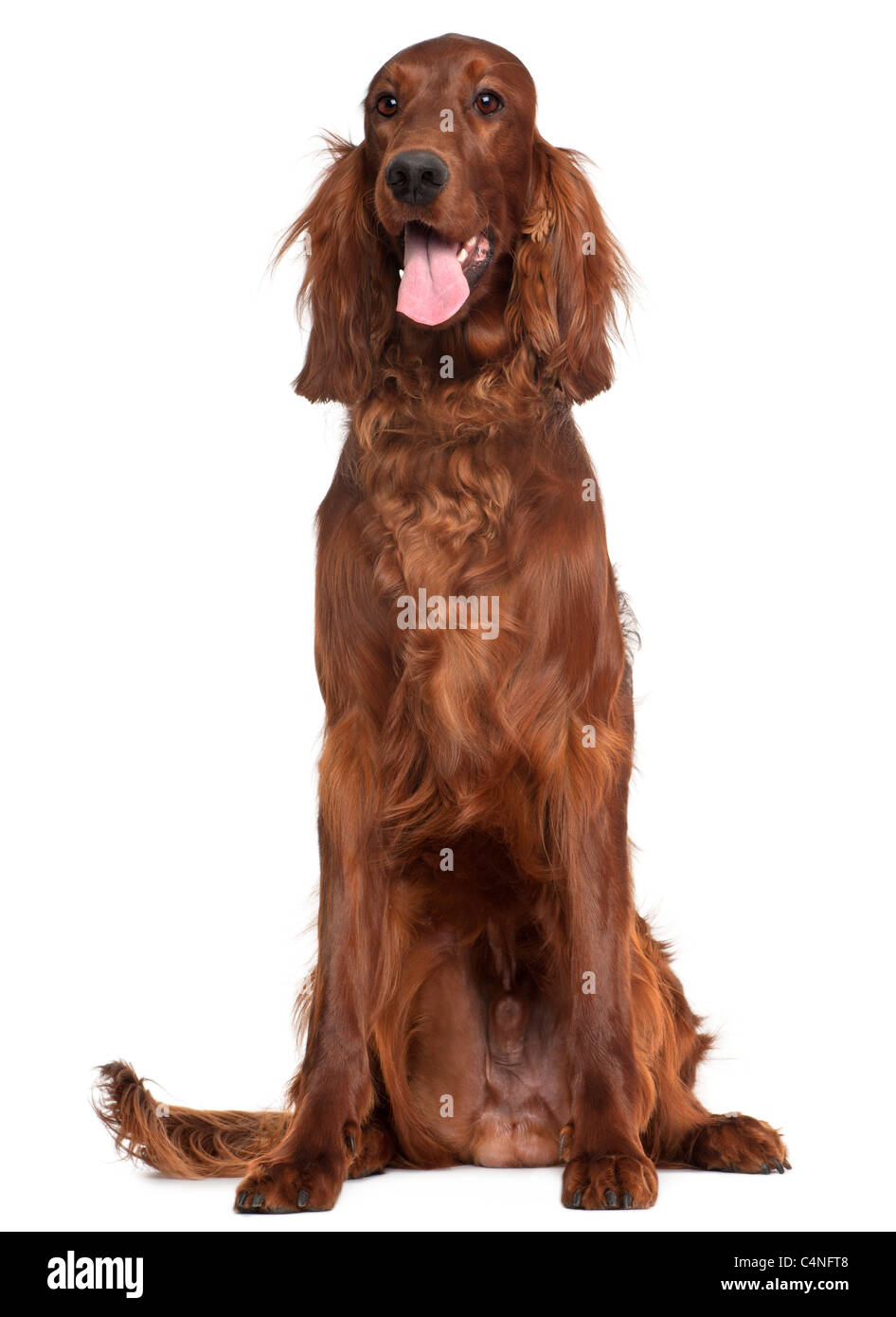 Irish Setter, 1 year old, sitting in front of white background Stock ...