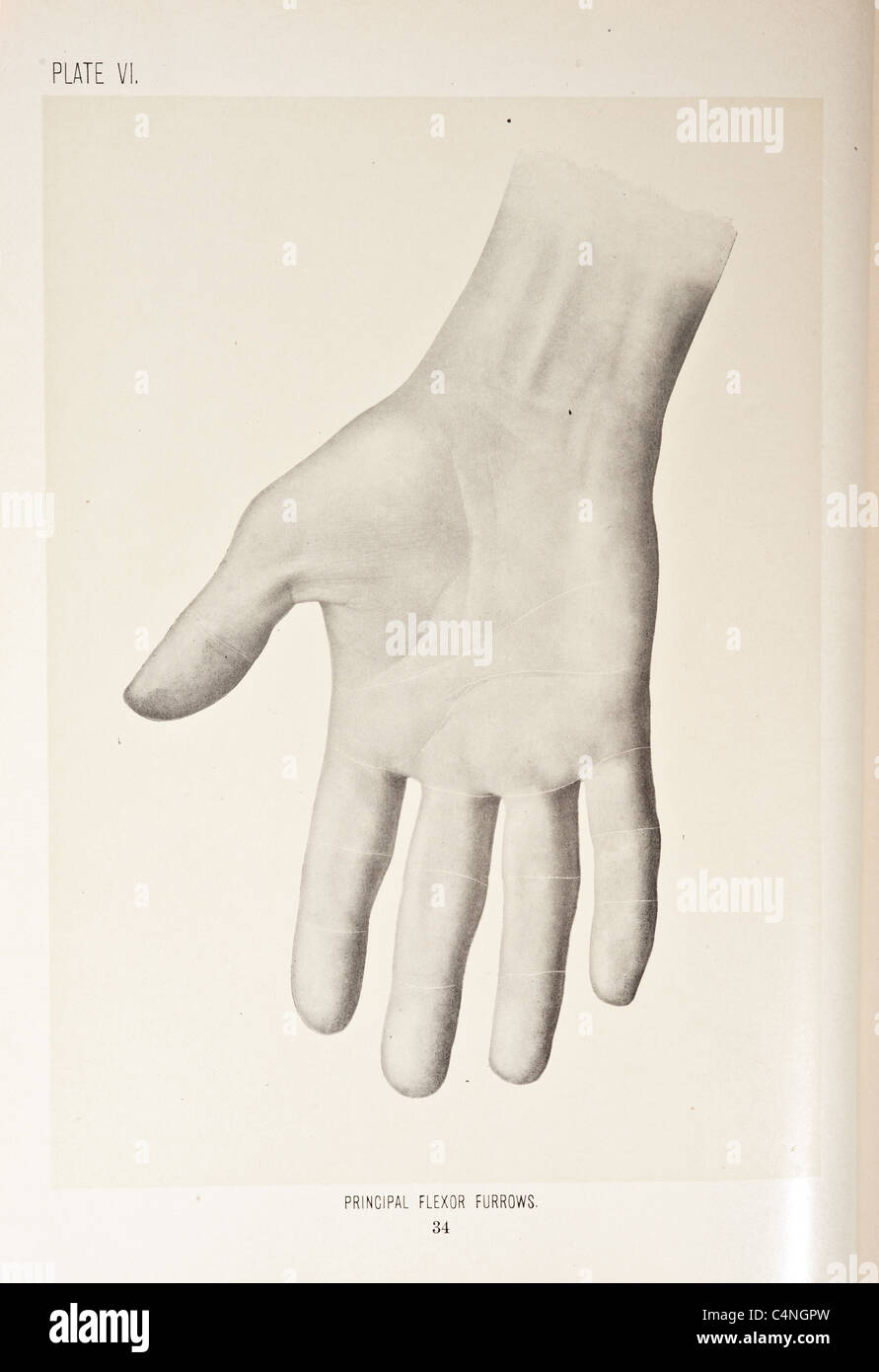 Illustration of Human Hand copyright 1899 Stock Photo - Alamy