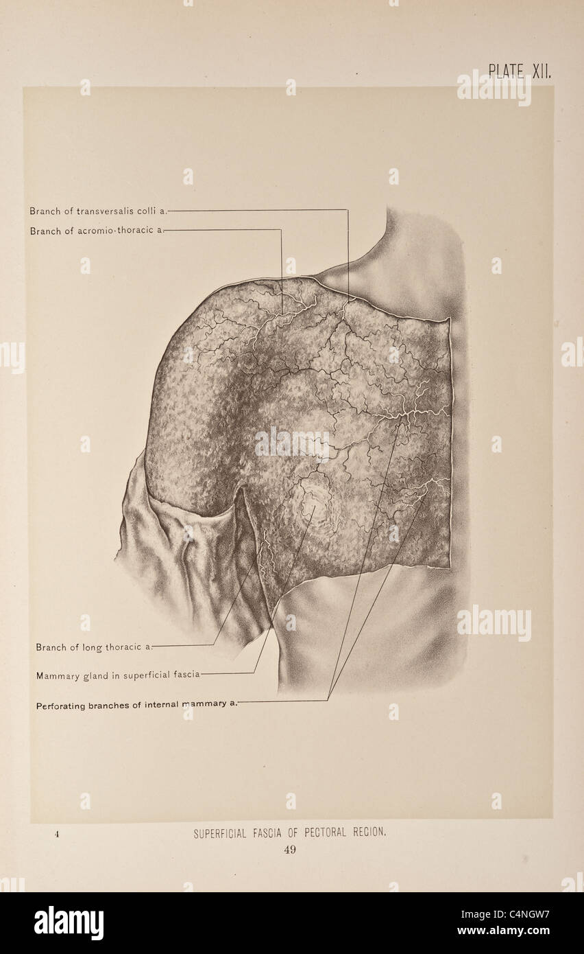 John B Deaver Surgical Anatomy copyright 1899 Stock Photo - Alamy