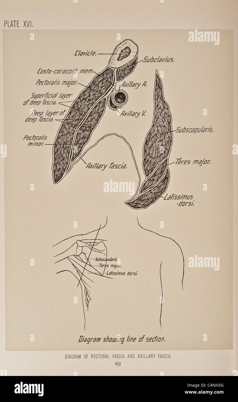 John B Deaver Surgical Anatomy copyright 1899 Stock Photo - Alamy