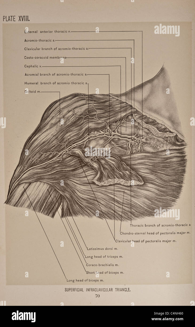John B Deaver Surgical Anatomy copyright 1899 Stock Photo - Alamy
