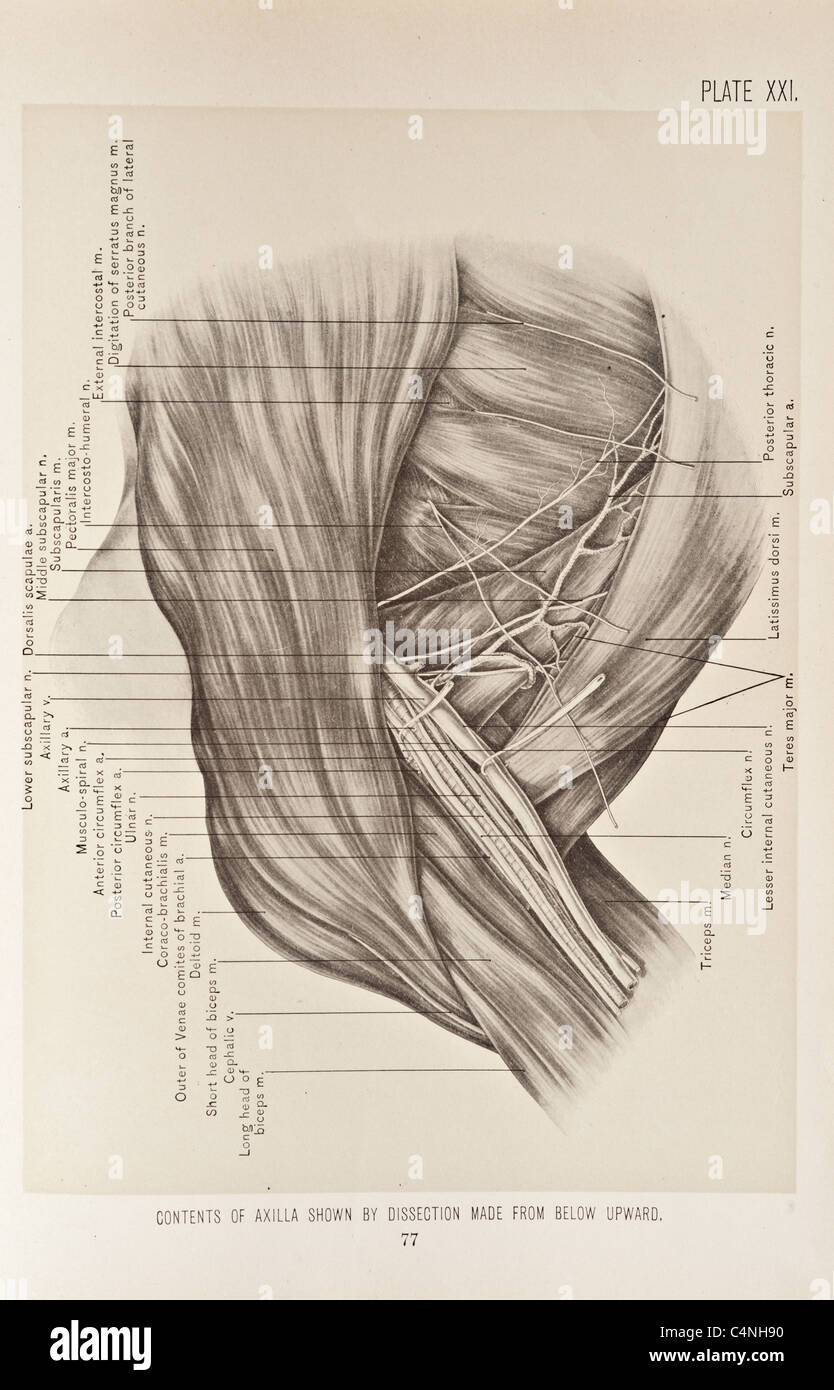 John B Deaver Surgical Anatomy copyright 1899 Stock Photo - Alamy