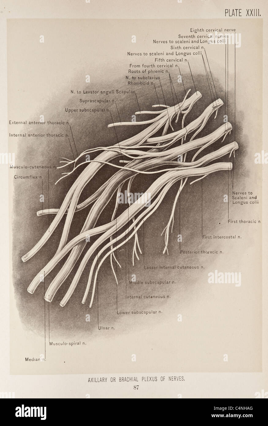 John B Deaver Surgical Anatomy copyright 1899 Stock Photo - Alamy