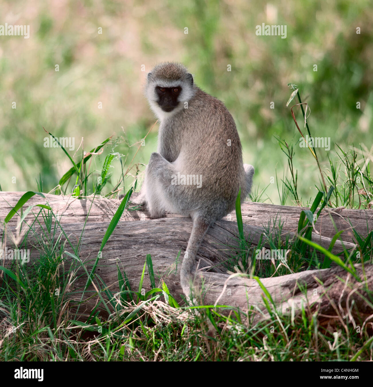 Vervet monkey hi-res stock photography and images - Alamy