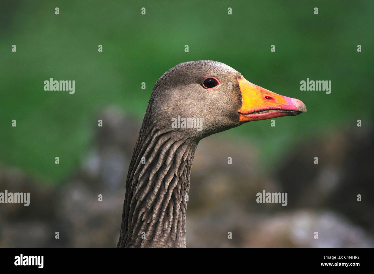 The head and neck of a greylag goose (Anser anser) with its orange beak ...