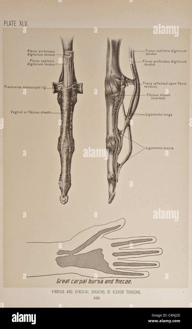 John B Deaver Surgical Anatomy copyright 1899 Stock Photo - Alamy