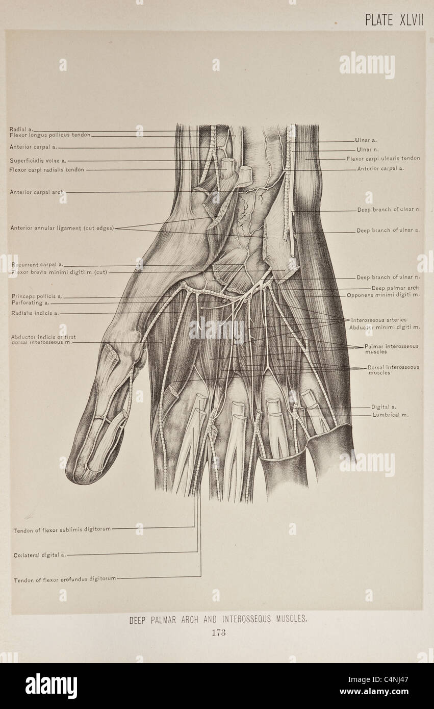 Illustration of Human Hand copyright 1899 Stock Photo - Alamy
