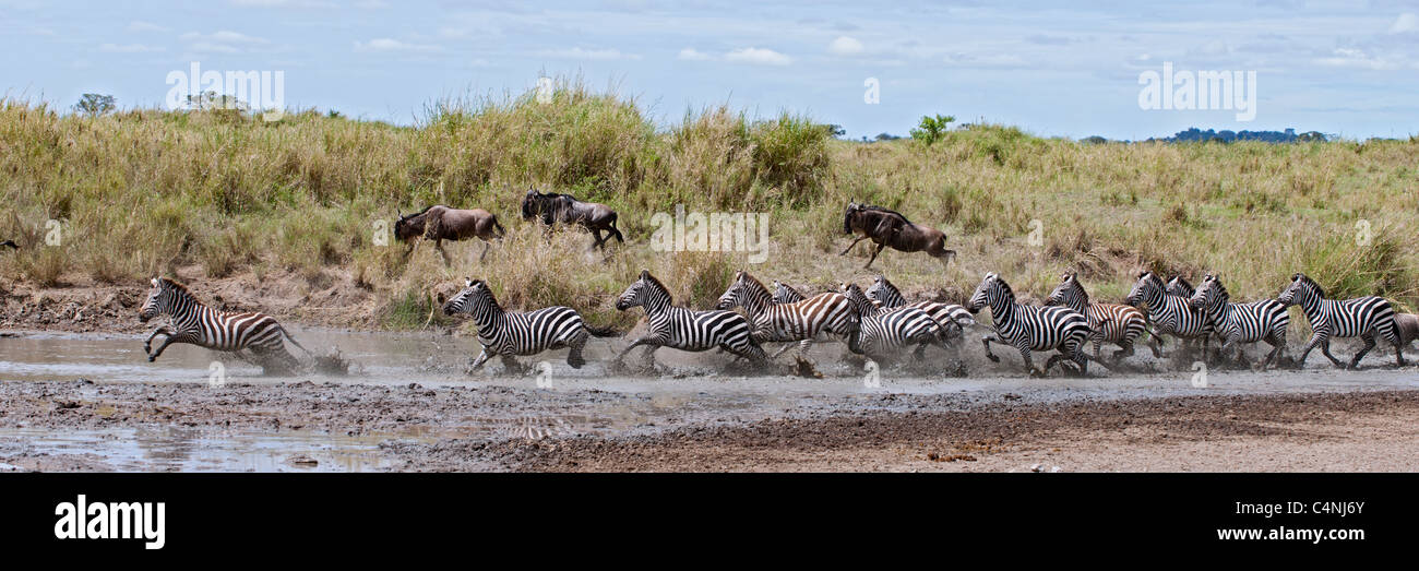 Zebra crossing a river in Serengeti National Park, Tanzania, Africa ...