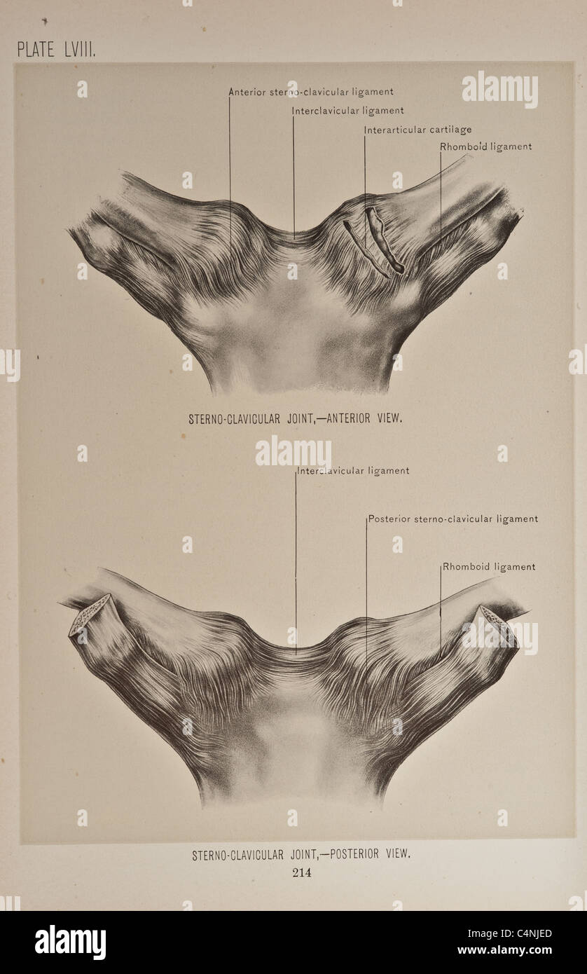 John B Deaver Surgical Anatomy copyright 1899 Stock Photo - Alamy