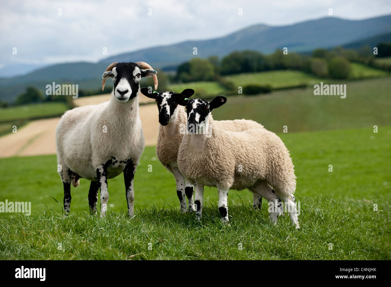 Swaledale ewe and twin hi-res stock photography and images - Alamy