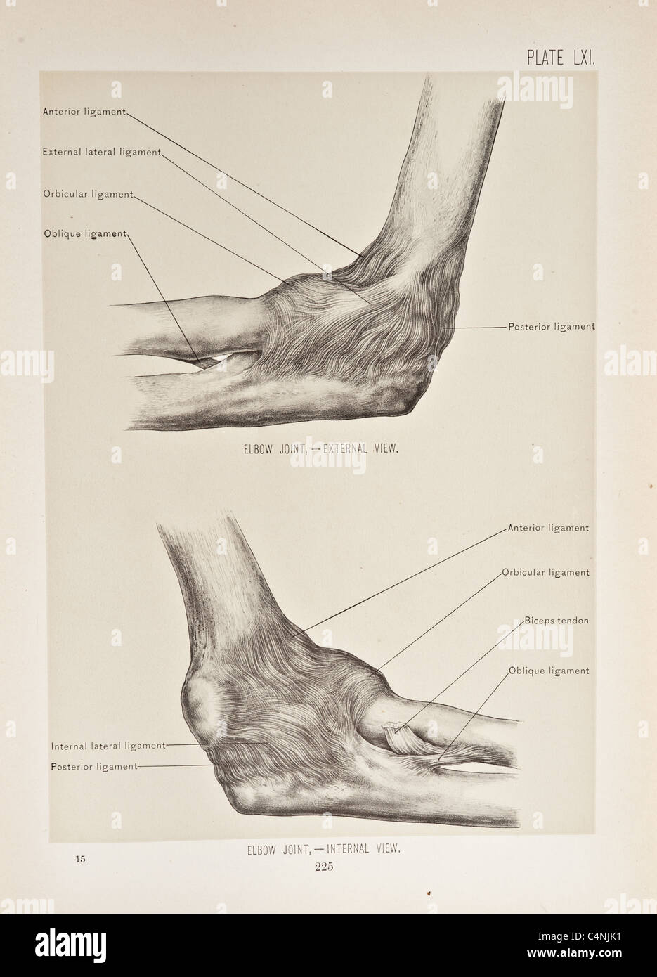 John deaver surgical anatomy copyright hi-res stock photography and ...