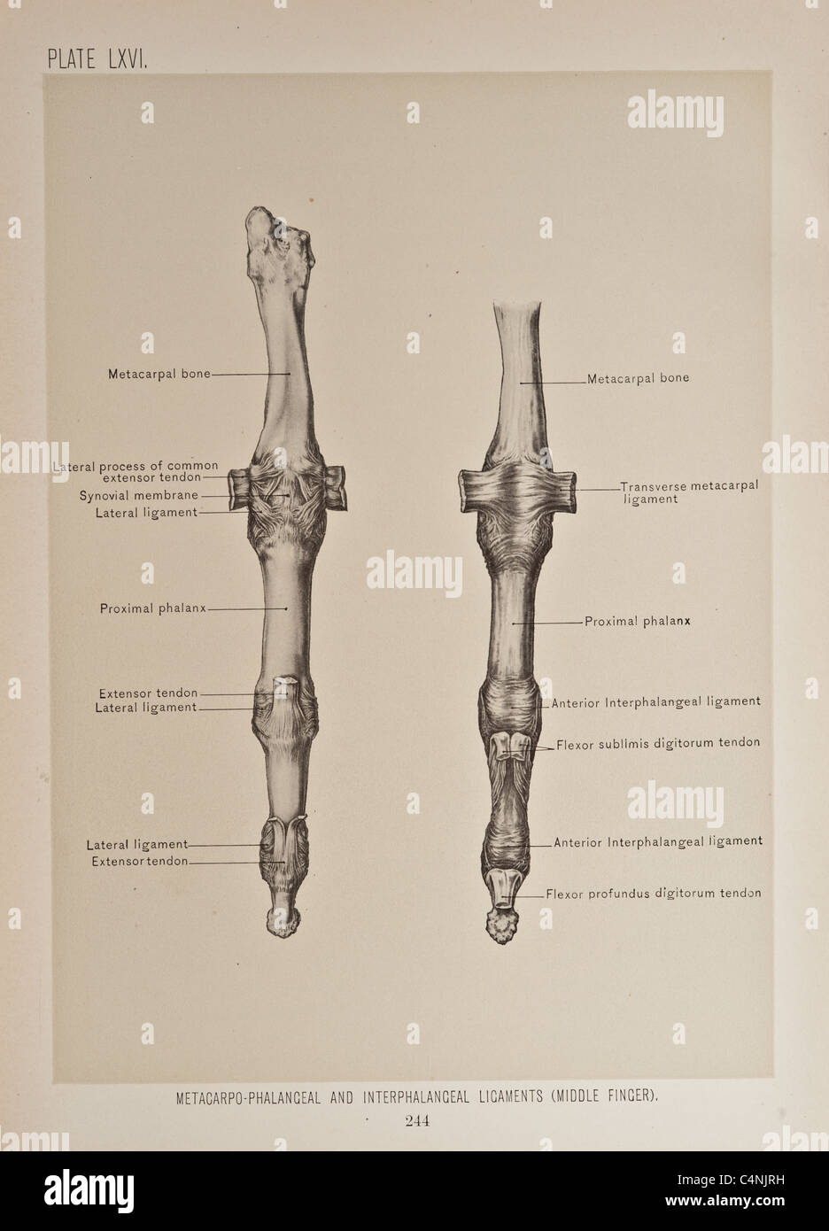 John deaver surgical anatomy copyright hi-res stock photography and ...