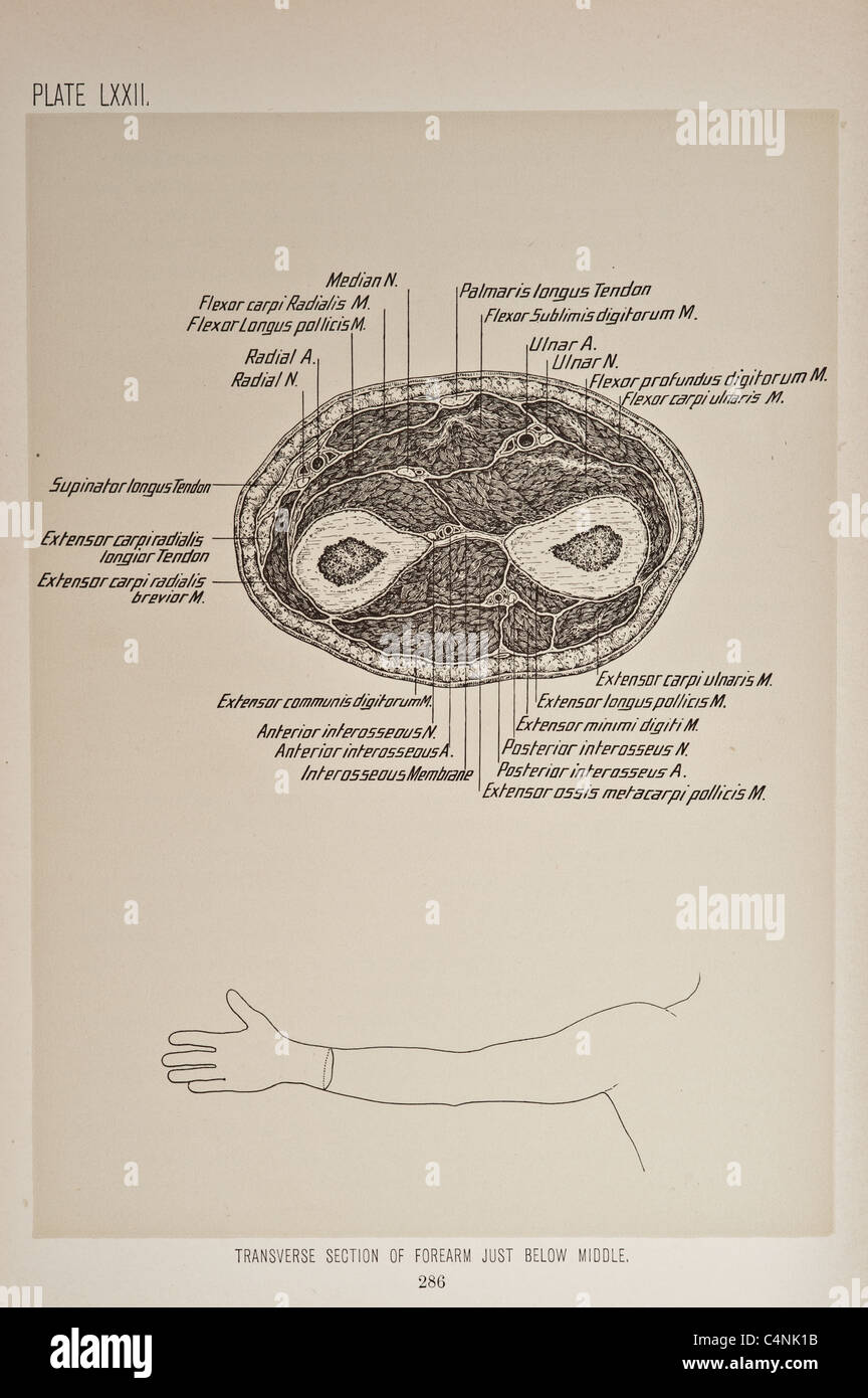 John B Deaver Surgical Anatomy copyright 1899 Stock Photo - Alamy