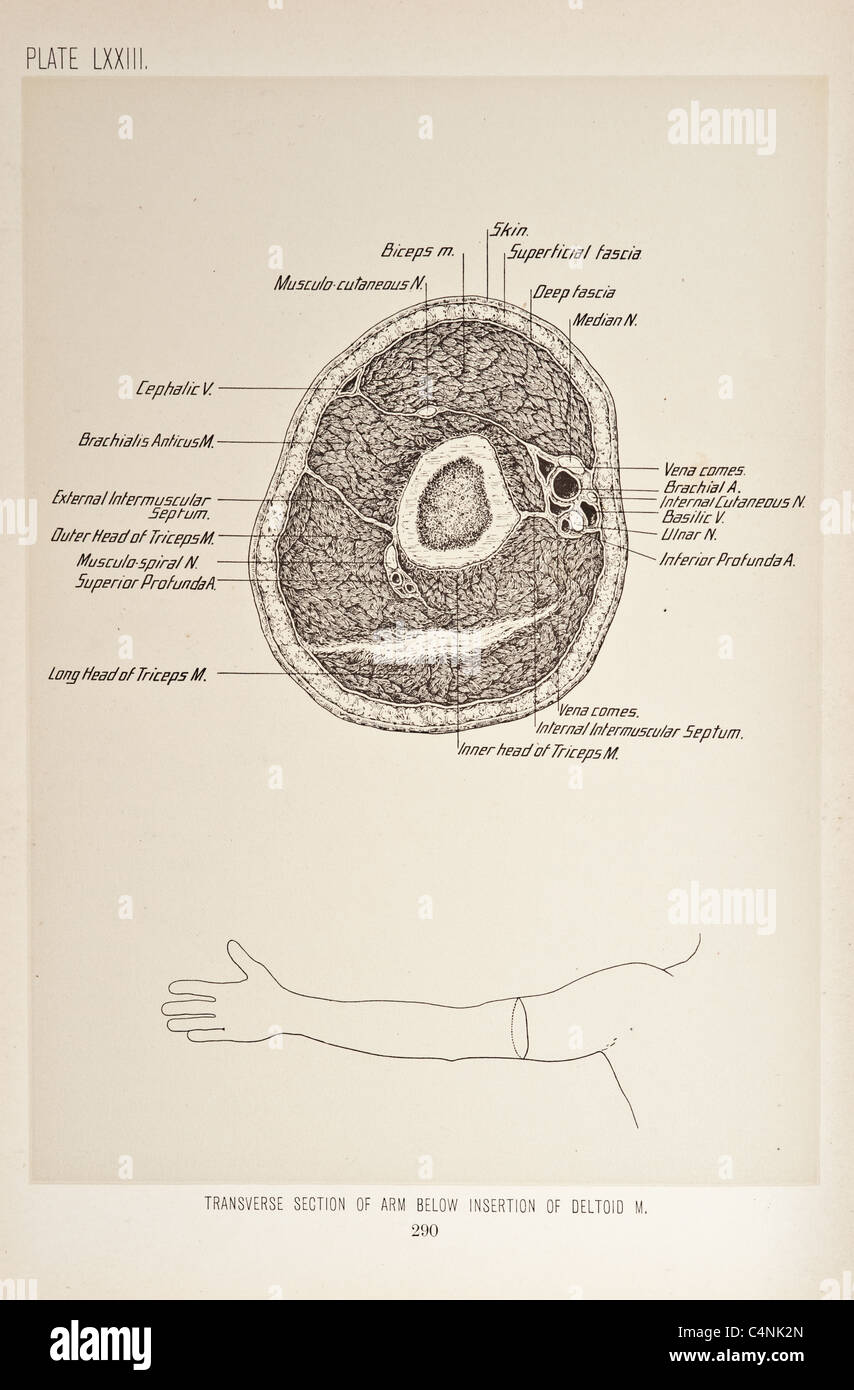John B Deaver Surgical Anatomy copyright 1899 Stock Photo - Alamy