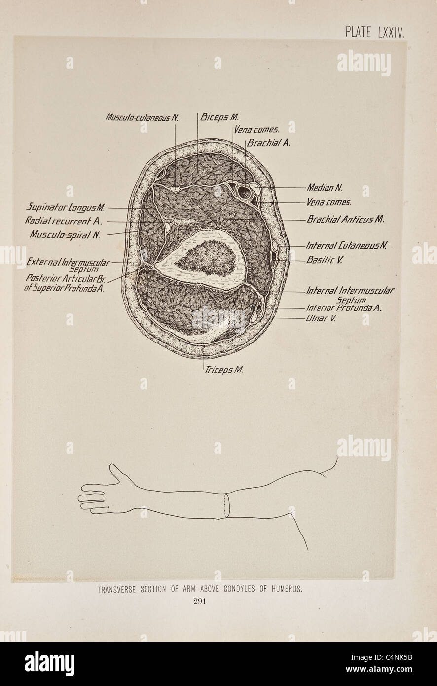 John B Deaver Surgical Anatomy copyright 1899 Stock Photo - Alamy