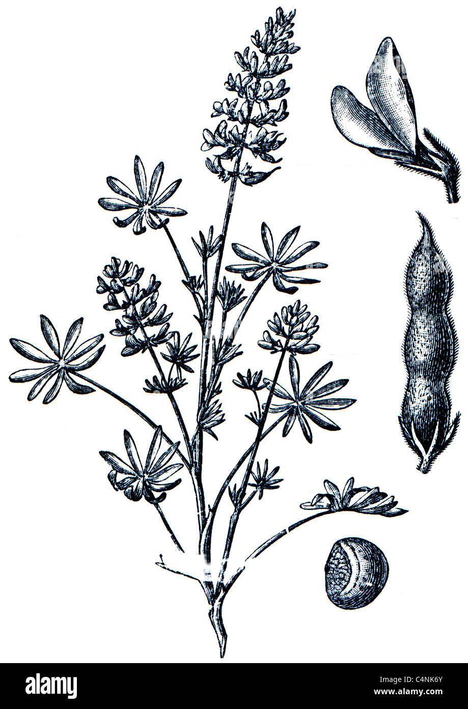 Yellow lupin - Lupinus luteus Stock Photo - Alamy