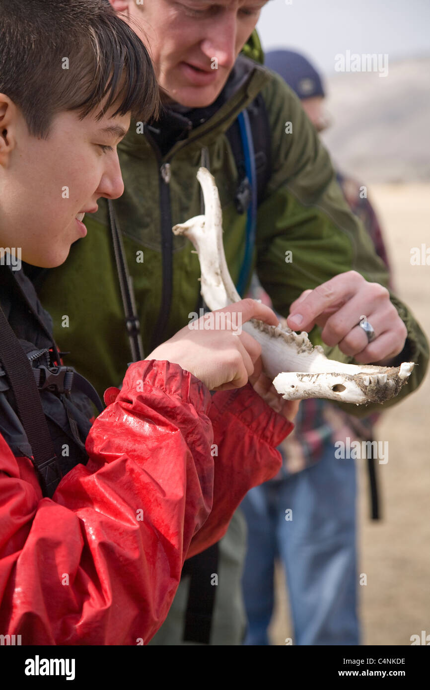 Scientists looking at Elk jaw bone, Yellowstone National Park, Montana ...