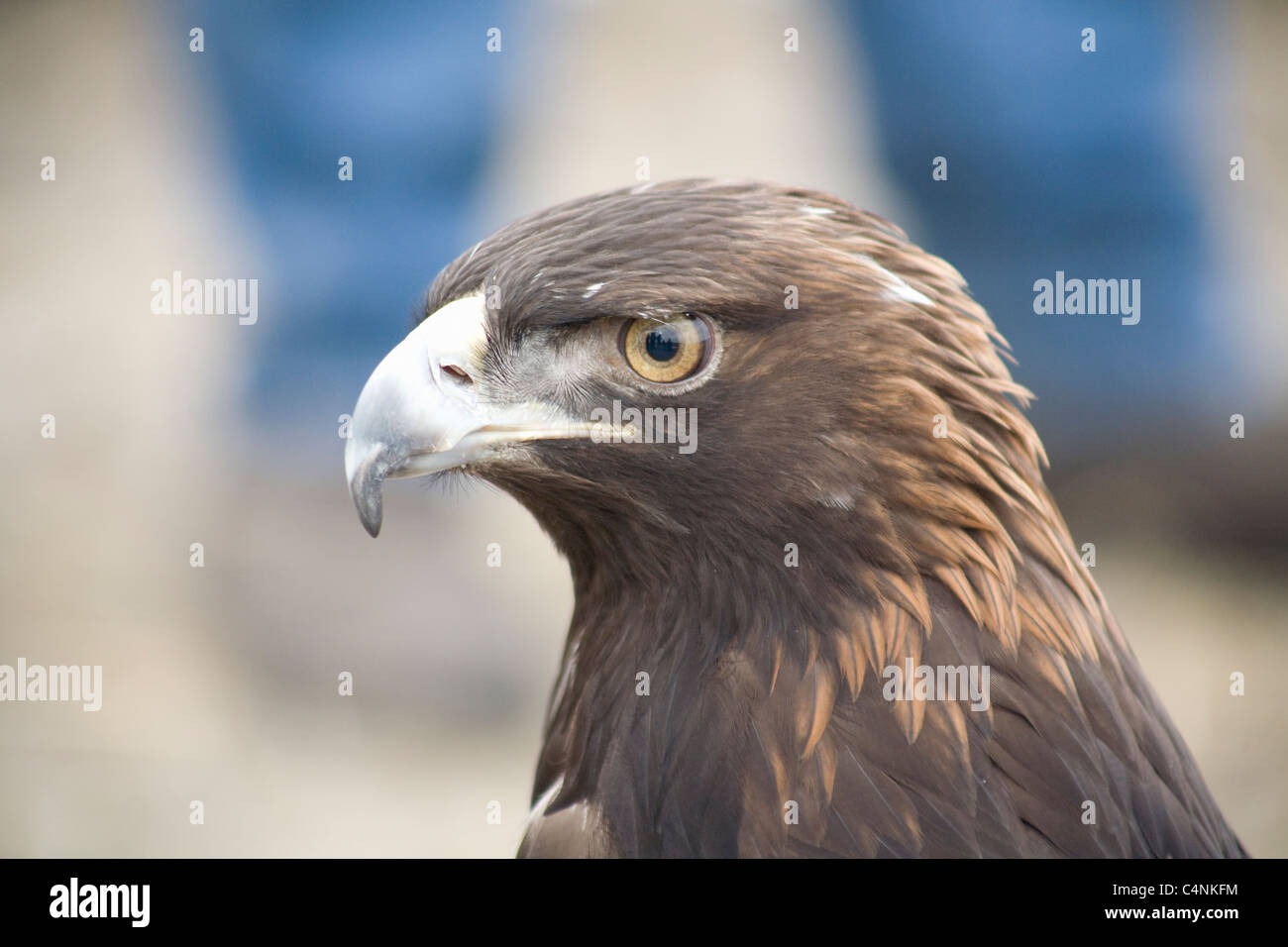 Golden Eagle, Ringling, Montana Stock Photo - Alamy